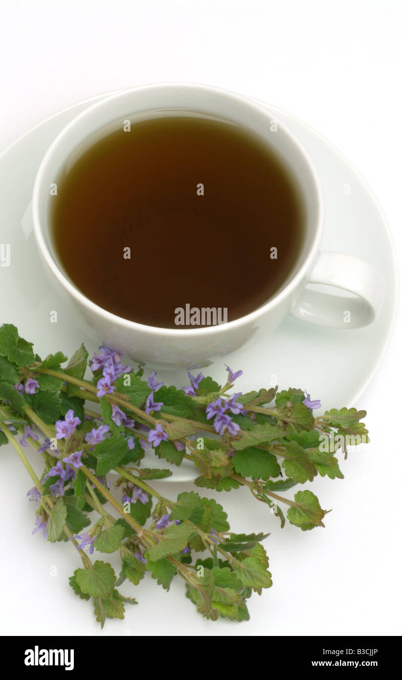 tea made of Ground ivy medicinal tea herbtea Groundivytea Glechoma ...
