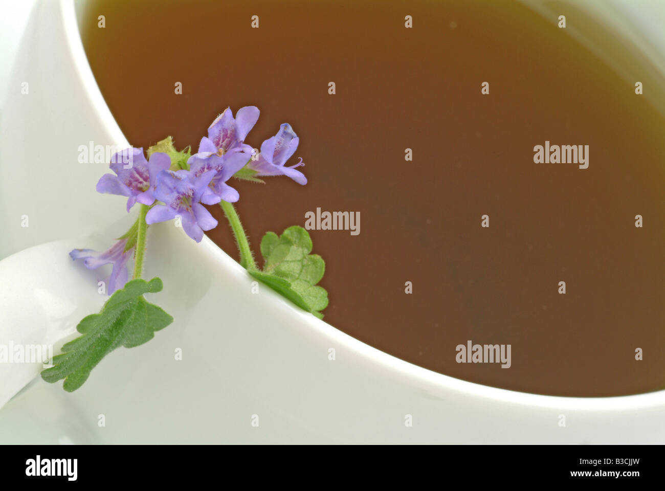 tea made of Ground ivy medicinal tea herbtea Groundivytea Glechoma ...