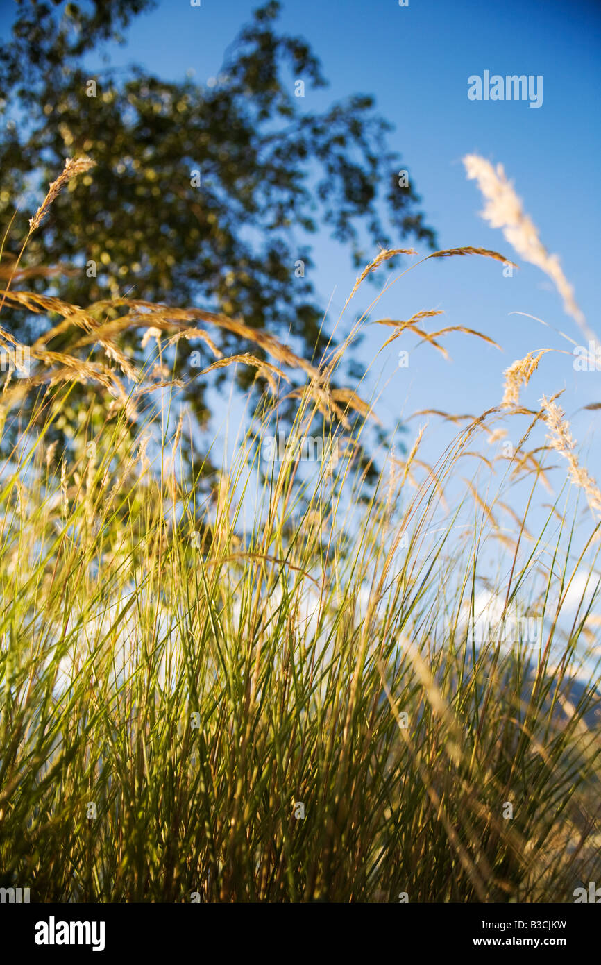 Natural growing plants Stock Photo - Alamy