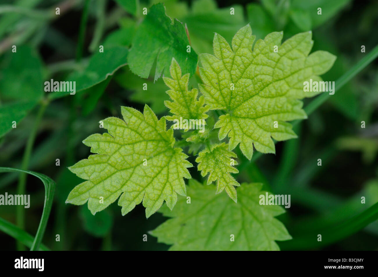 Nettle tea hi-res stock photography and images - Alamy