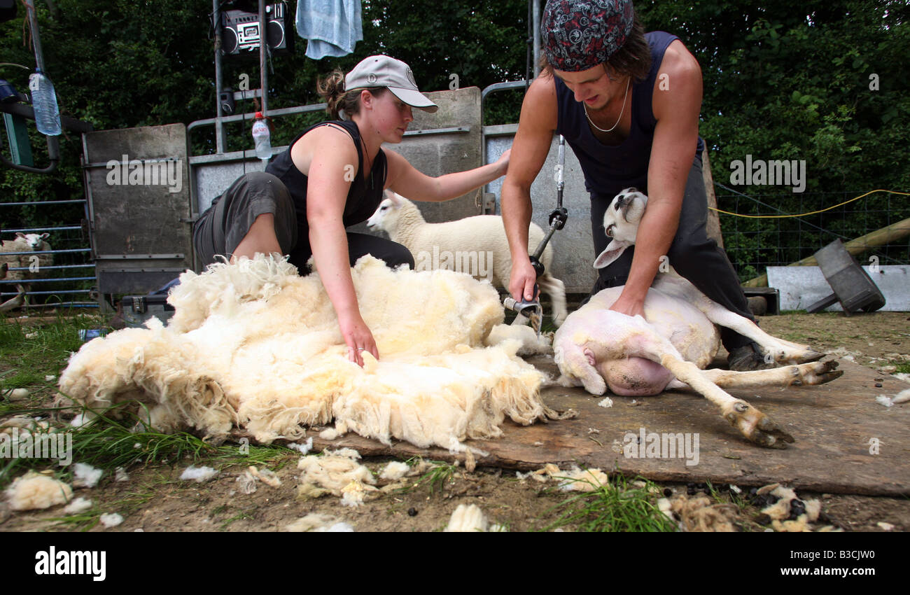 Sheap shearing hi-res stock photography and images - Alamy