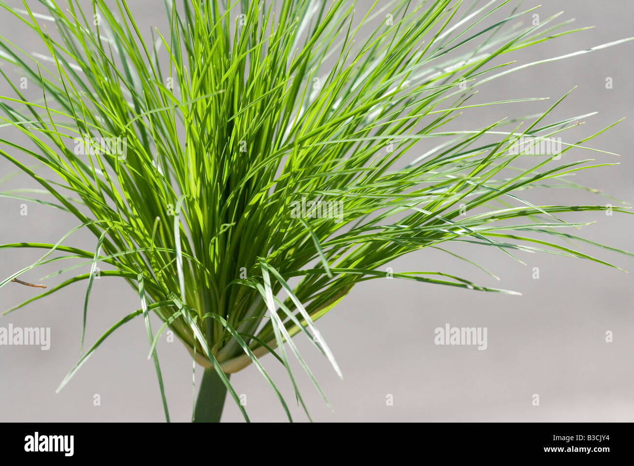 garden non hardy spectacular effect structural plant green spiky Stock ...