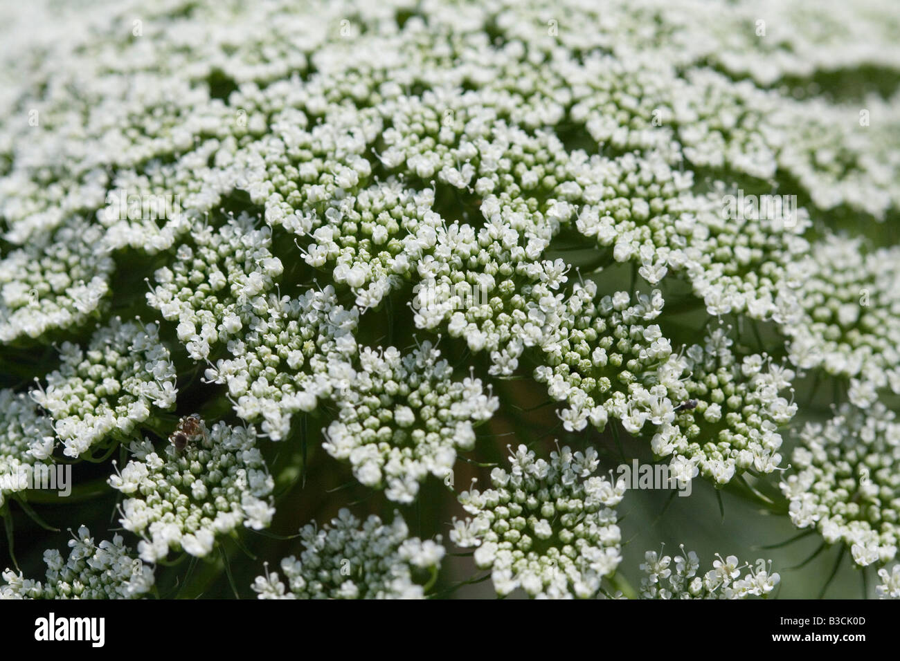 White round flower hi-res stock photography and images - Alamy