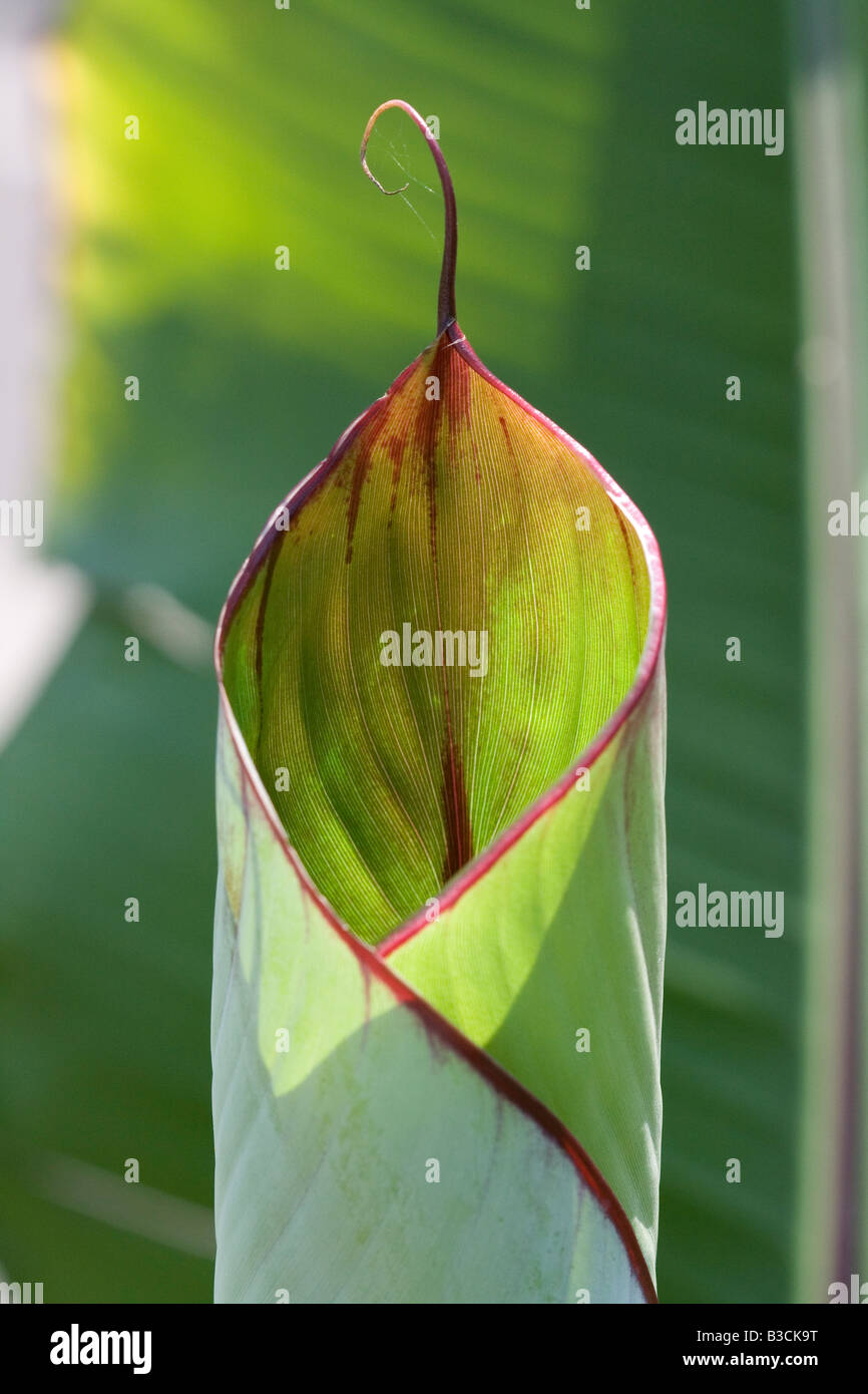 Leaf unfolding hi-res stock photography and images - Alamy