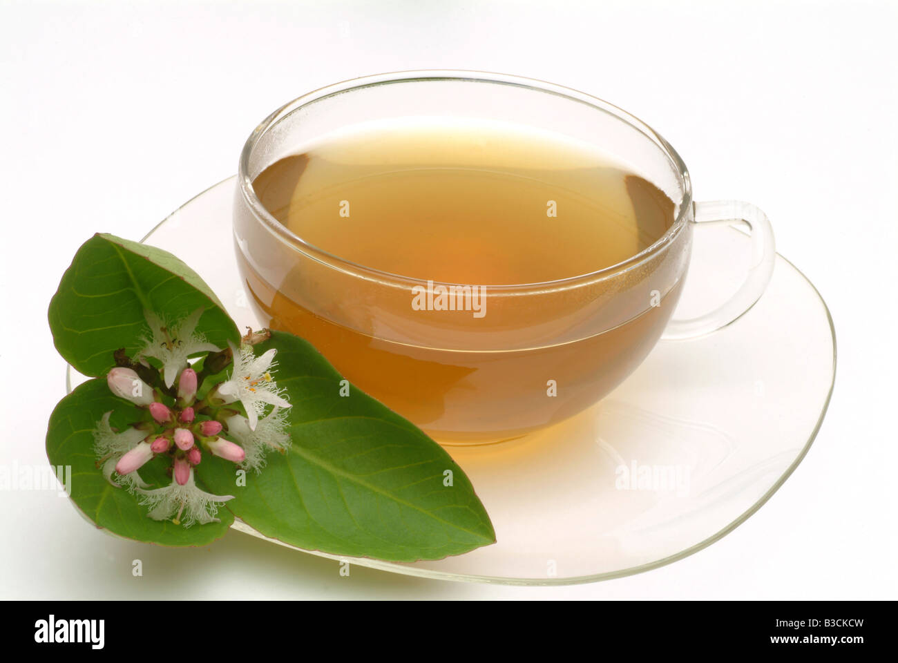 Medicinal plant Backbean Buckbean Marsh trefoil Bogbean Buckbean tea ...