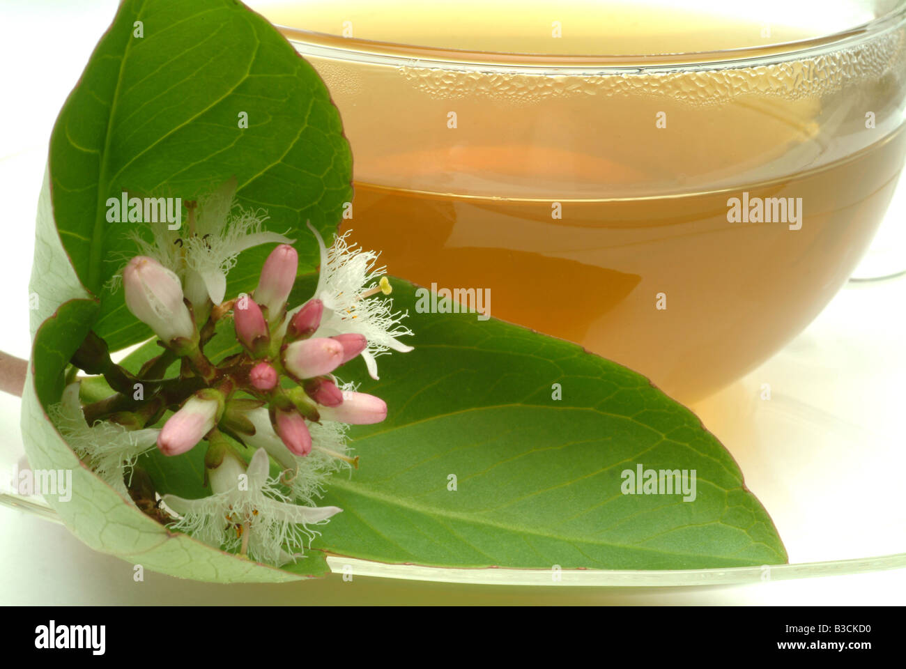 Buckbean plant hi-res stock photography and images - Alamy