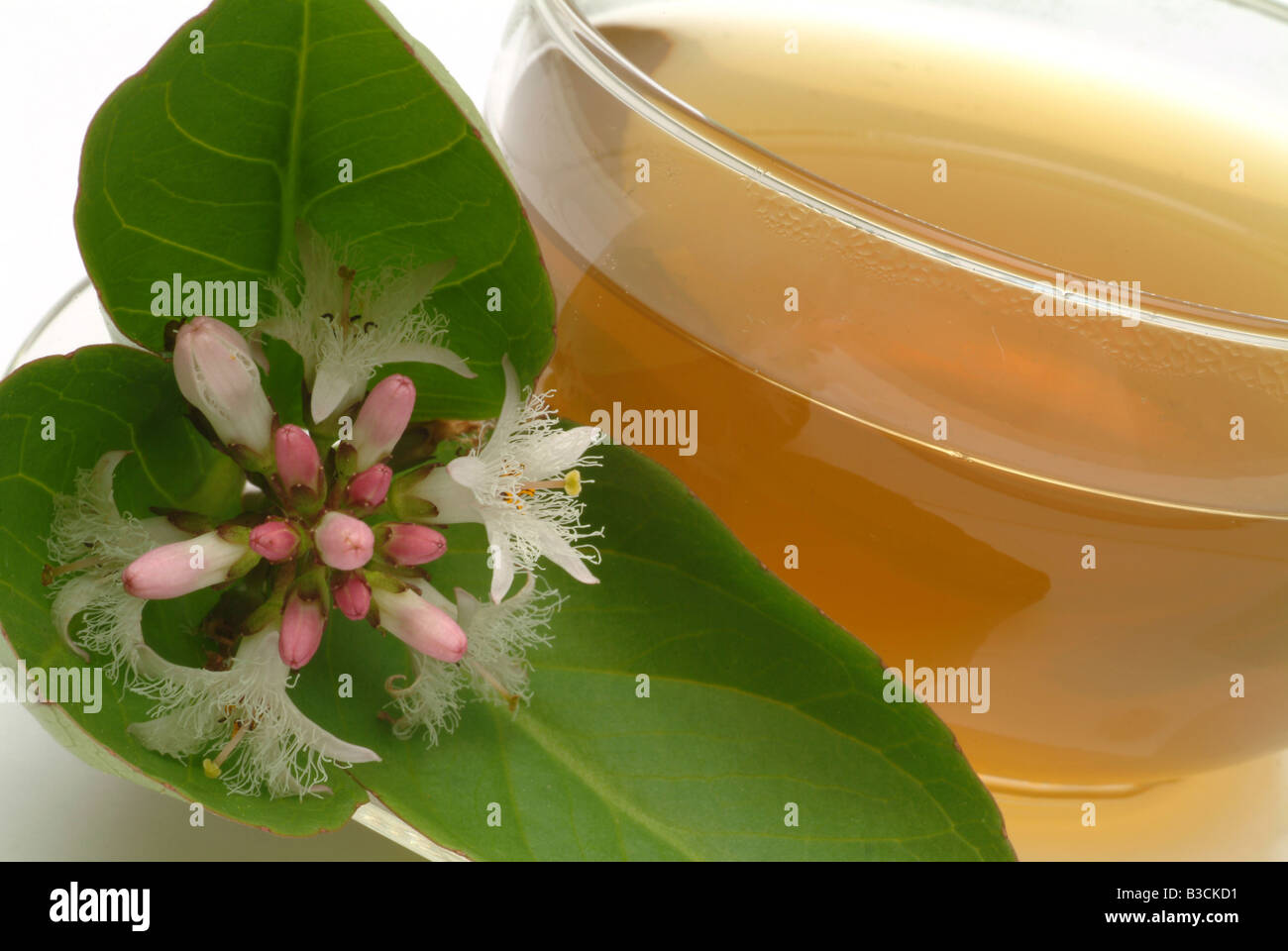 Medicinal plant Backbean Buckbean Marsh trefoil Bogbean Buckbean tea ...