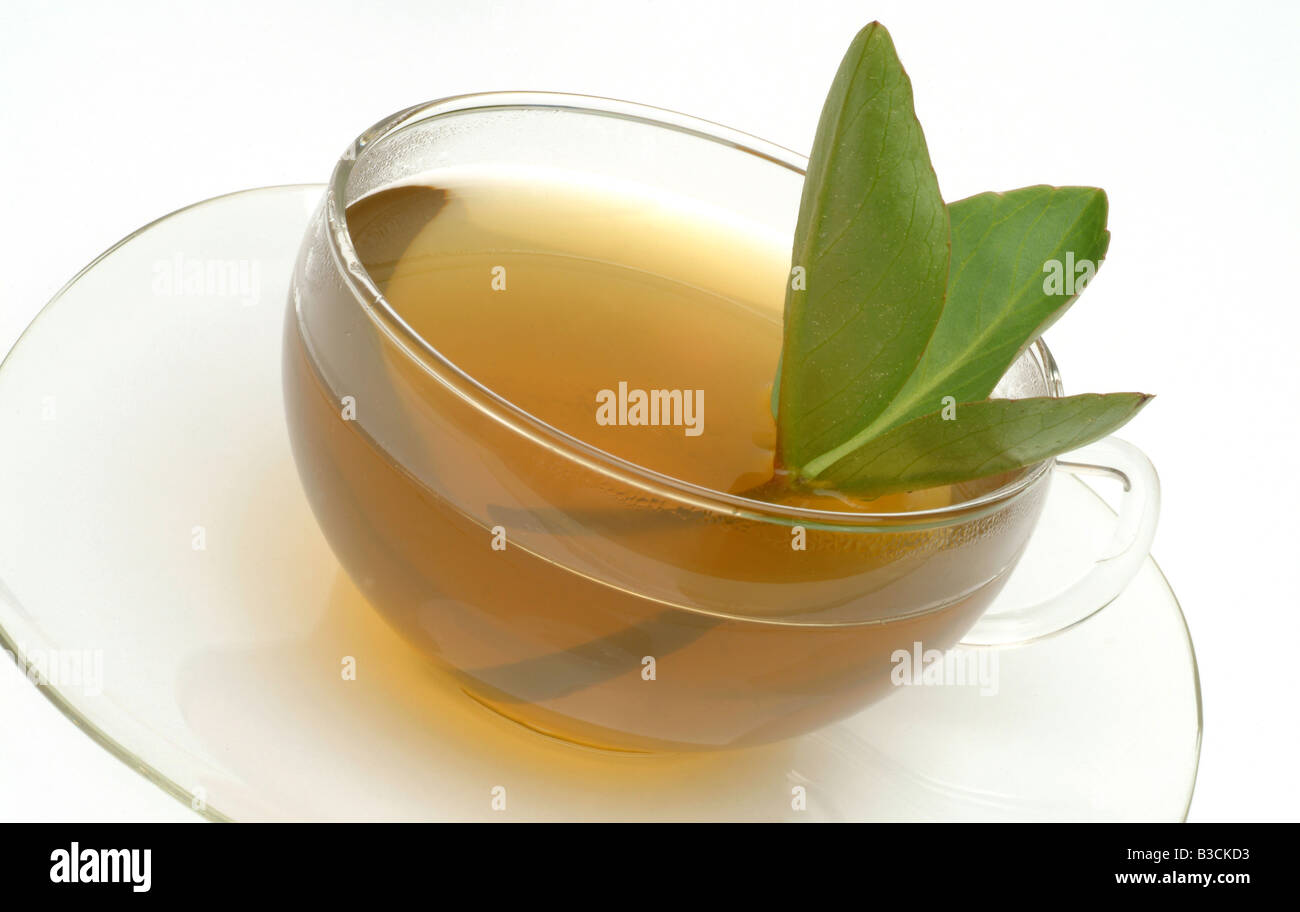 Medicinal plant Backbean Buckbean Marsh trefoil Bogbean Buckbean tea ...