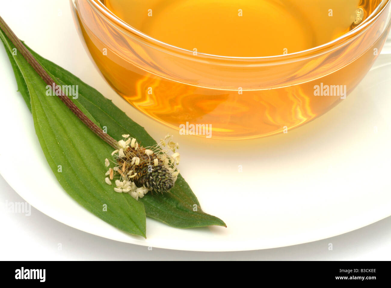 Long herb hi-res stock photography and images - Alamy