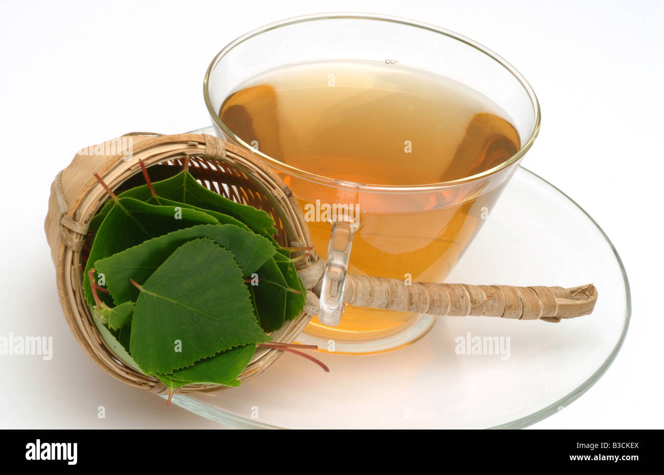 Betula pendula Birch Silver Birch Medicinal plant medicinal tea tree ...