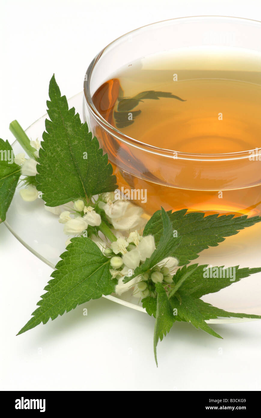 Ortica bianca hi-res stock photography and images - Alamy