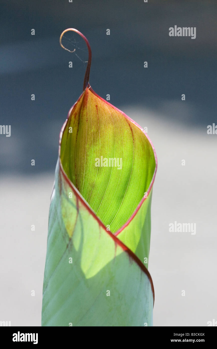 Curled leaf tip hi-res stock photography and images - Alamy