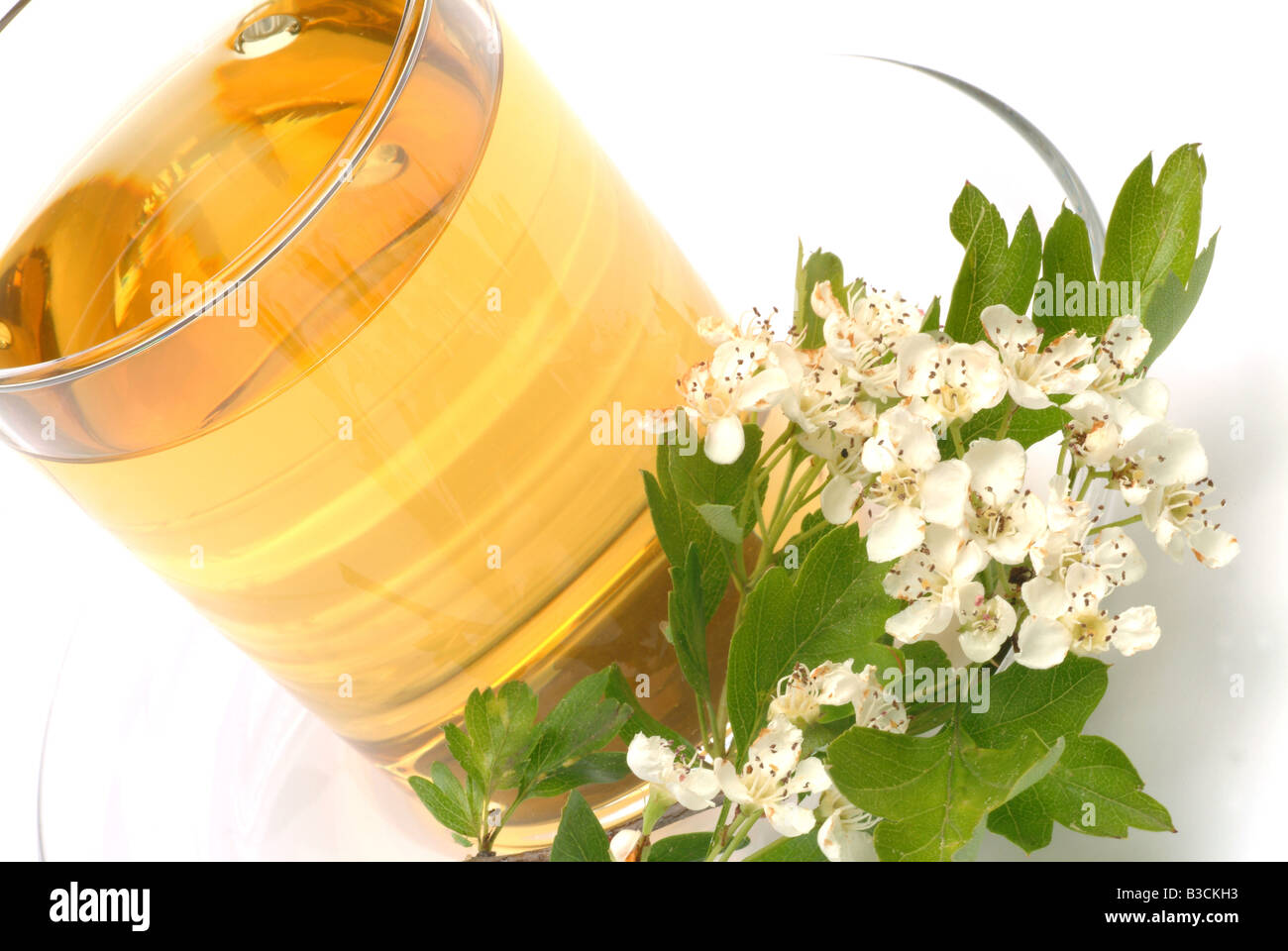 medicinal tea made of Common hawthorn fresh parts and cup of tea herb ...
