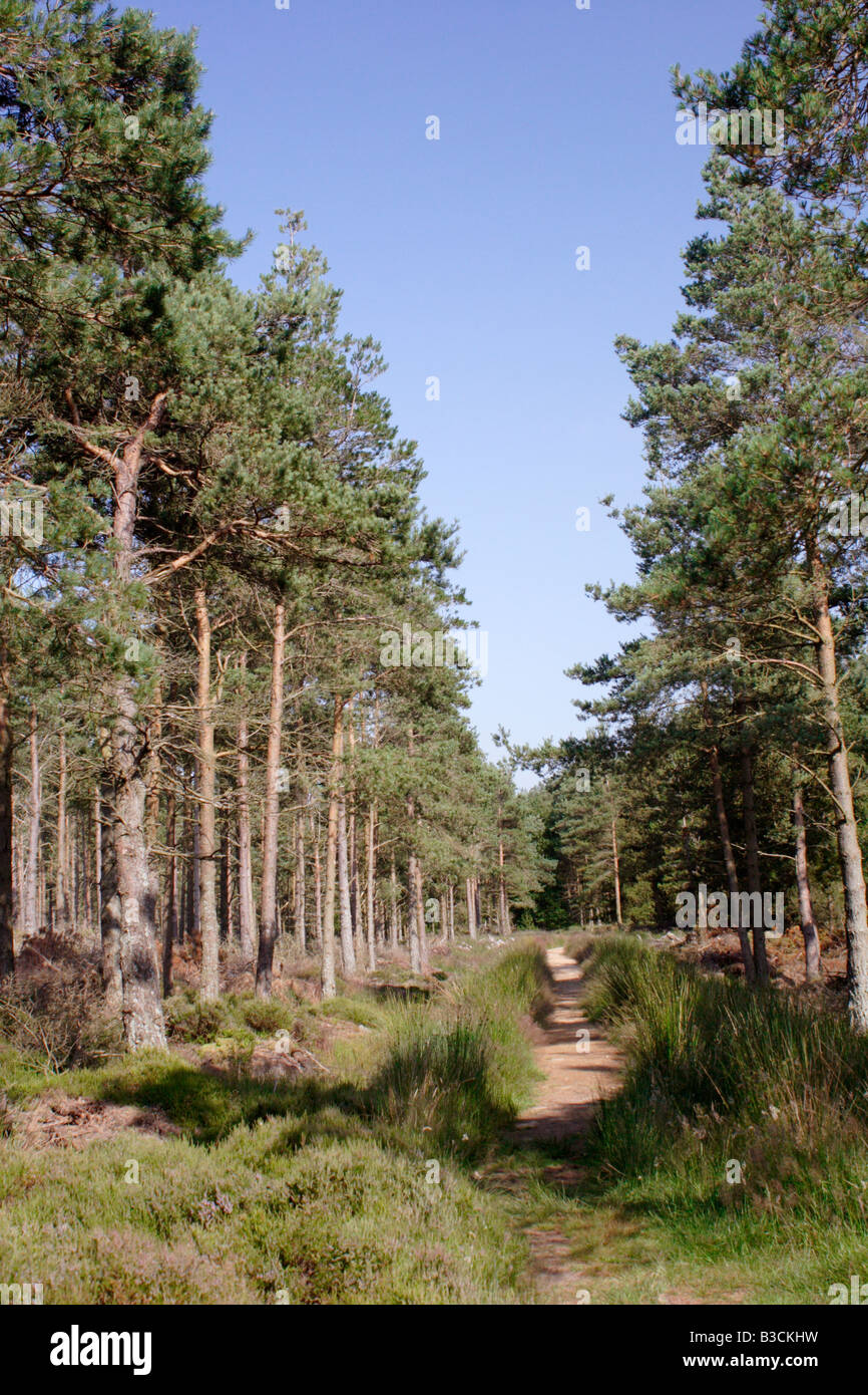 Simonside forest walk, Northumberland National Park, UK Stock Photo - Alamy