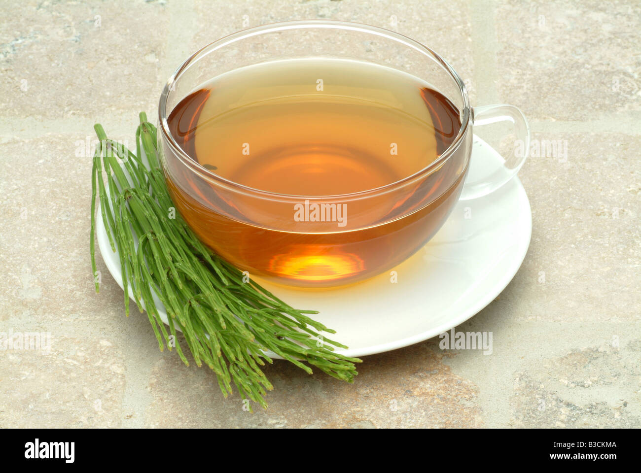 medicinal tea te Horsetail medicinal plant Equisetum arvense Equisto ...