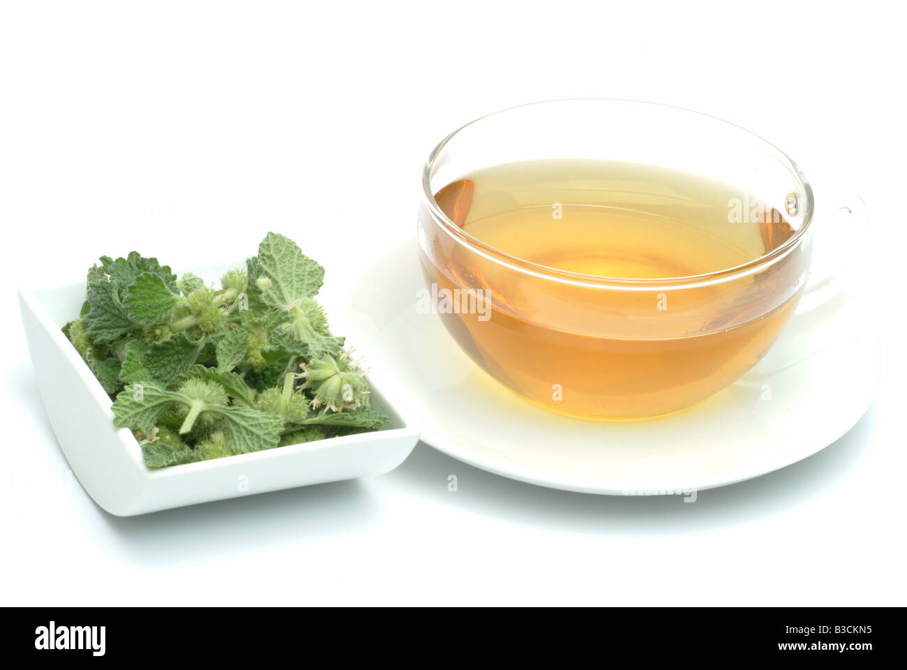 tea mad of white horehound medicinal plant herb Marrubium vulgare ...