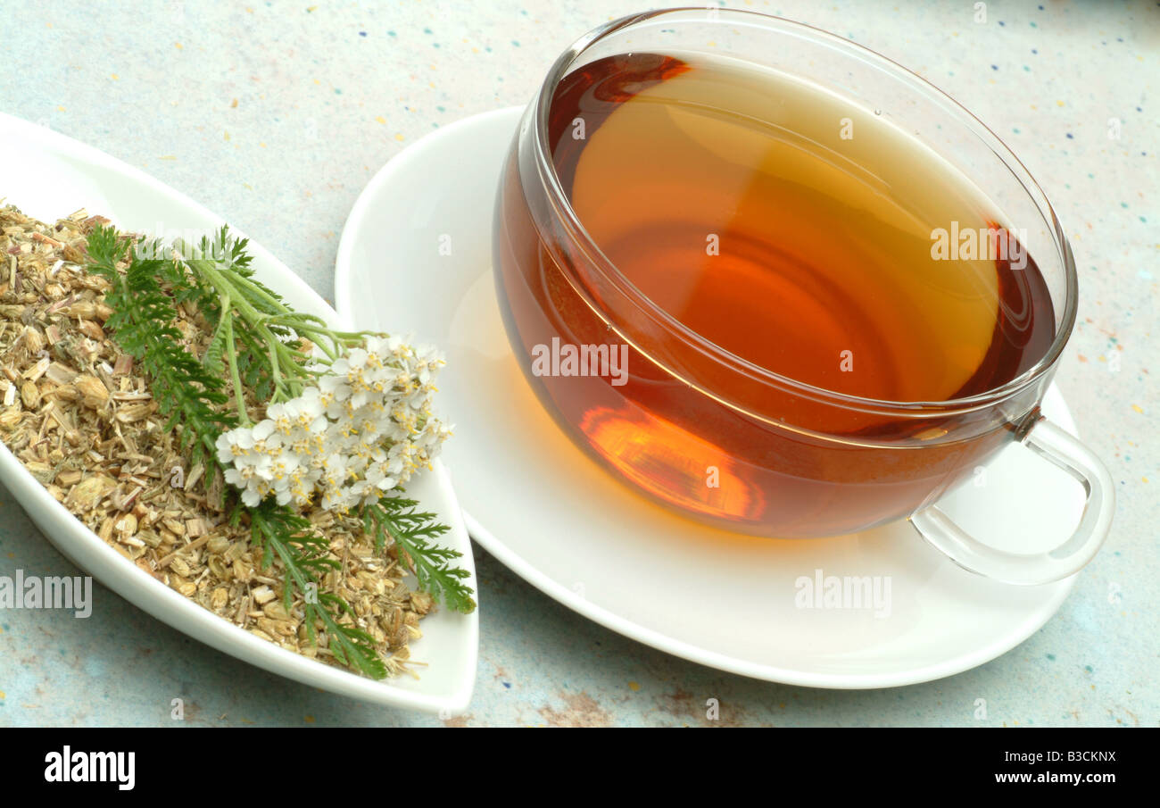 Yarrowtea yarrow tea infuso di millefolgio Yarrow Achillea millefolium ...