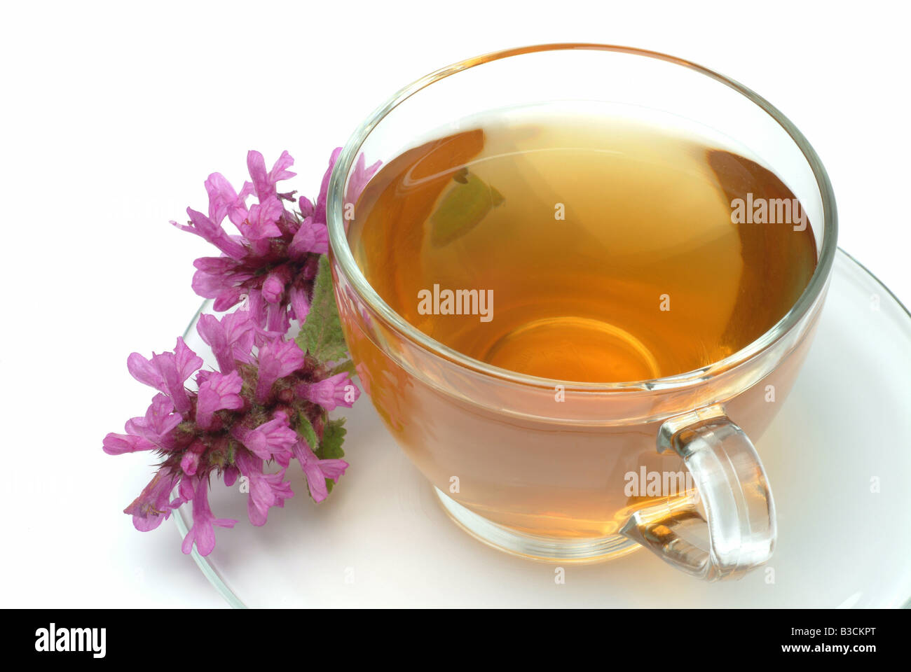 Detail of woundwort hi-res stock photography and images - Alamy