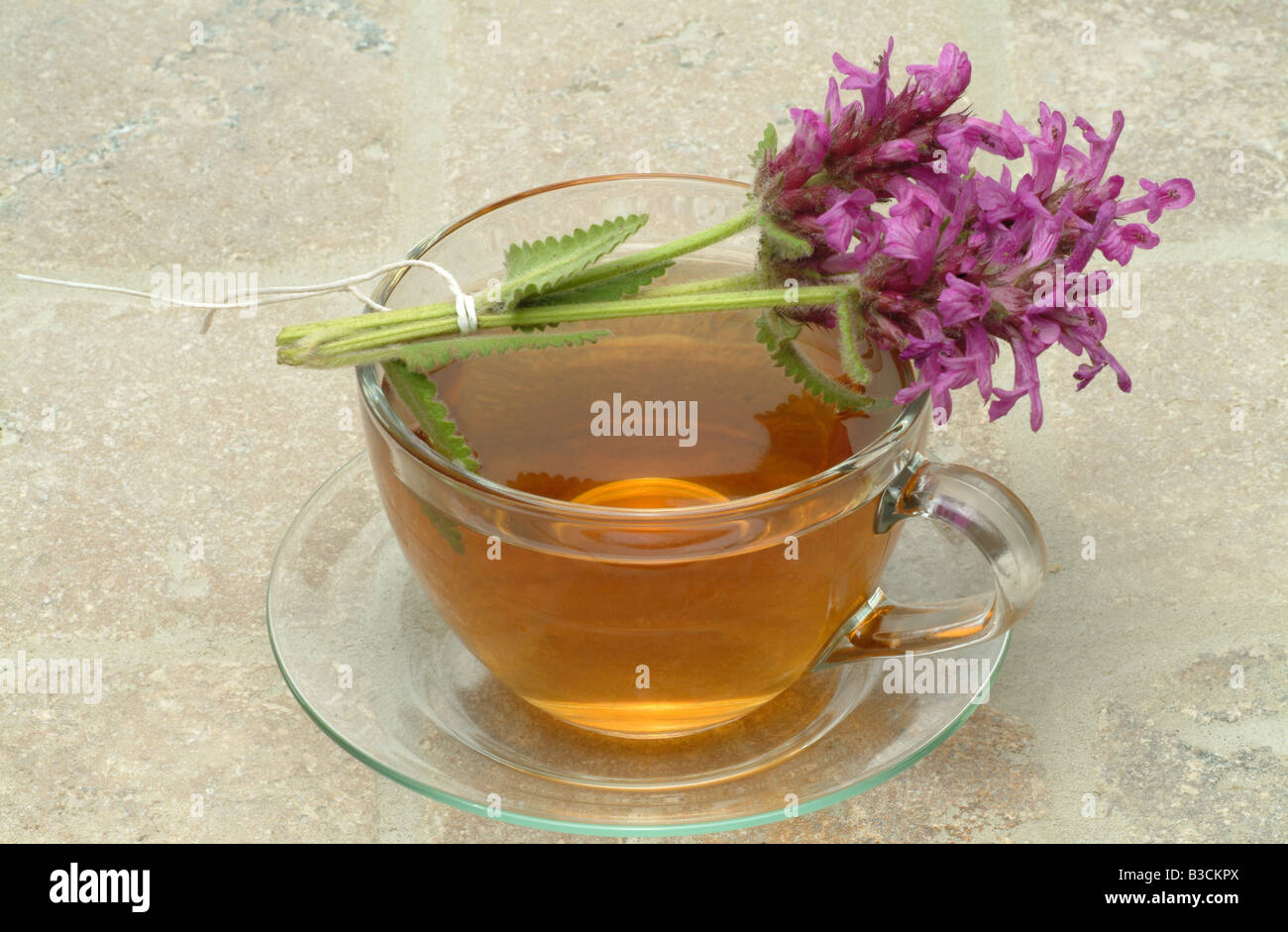 Betonytea betony tea woundworttea woundwort tea betony woundwort infuso ...