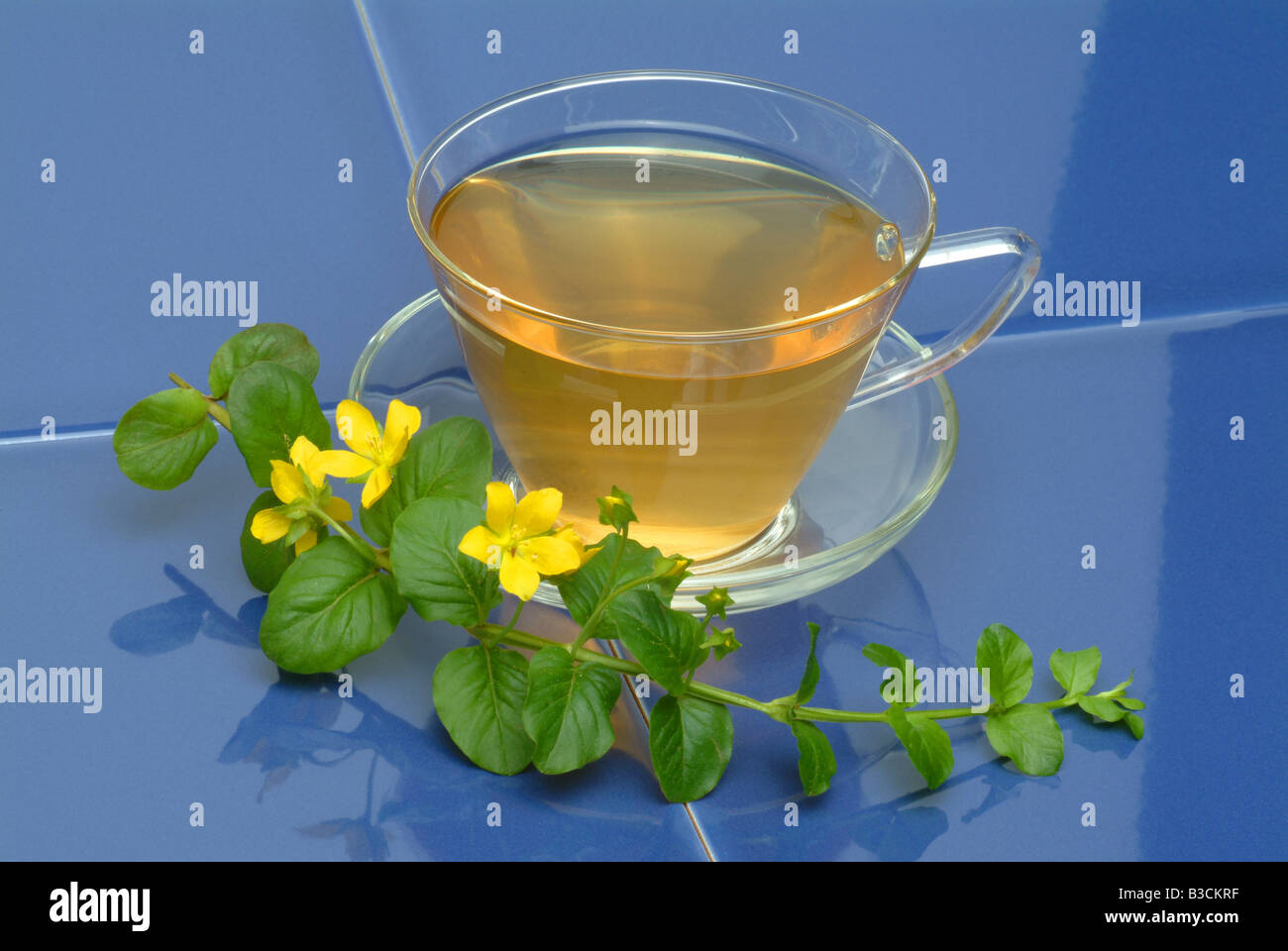 Creeping Jenny Tea infuso di Mazza d oro minore Lysimachia nummularia ...