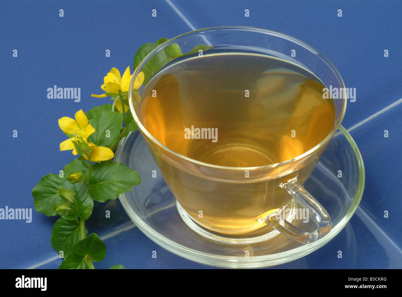 Creeping Jenny Tea infuso di Mazza d oro minore Lysimachia nummularia ...