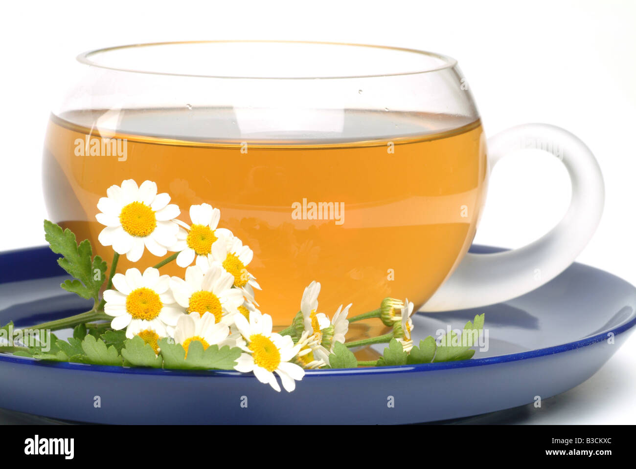 medicinal tea herbtea Feverfew medicinal plant herb Chrysanthemum ...