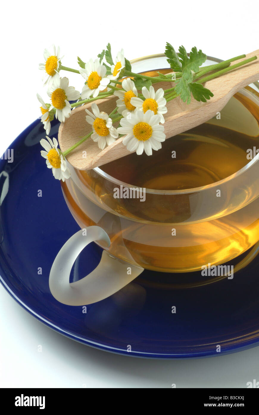 medicinal tea herbtea Feverfew medicinal plant herb Chrysanthemum ...