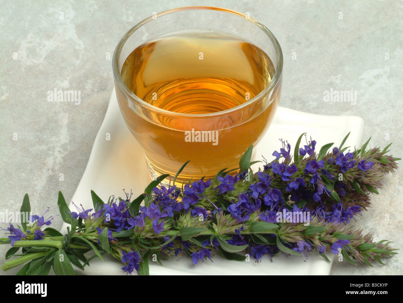 herbtea made of Ysop Hyssop Hyssopus officinalis Issopo Ysoptee ...
