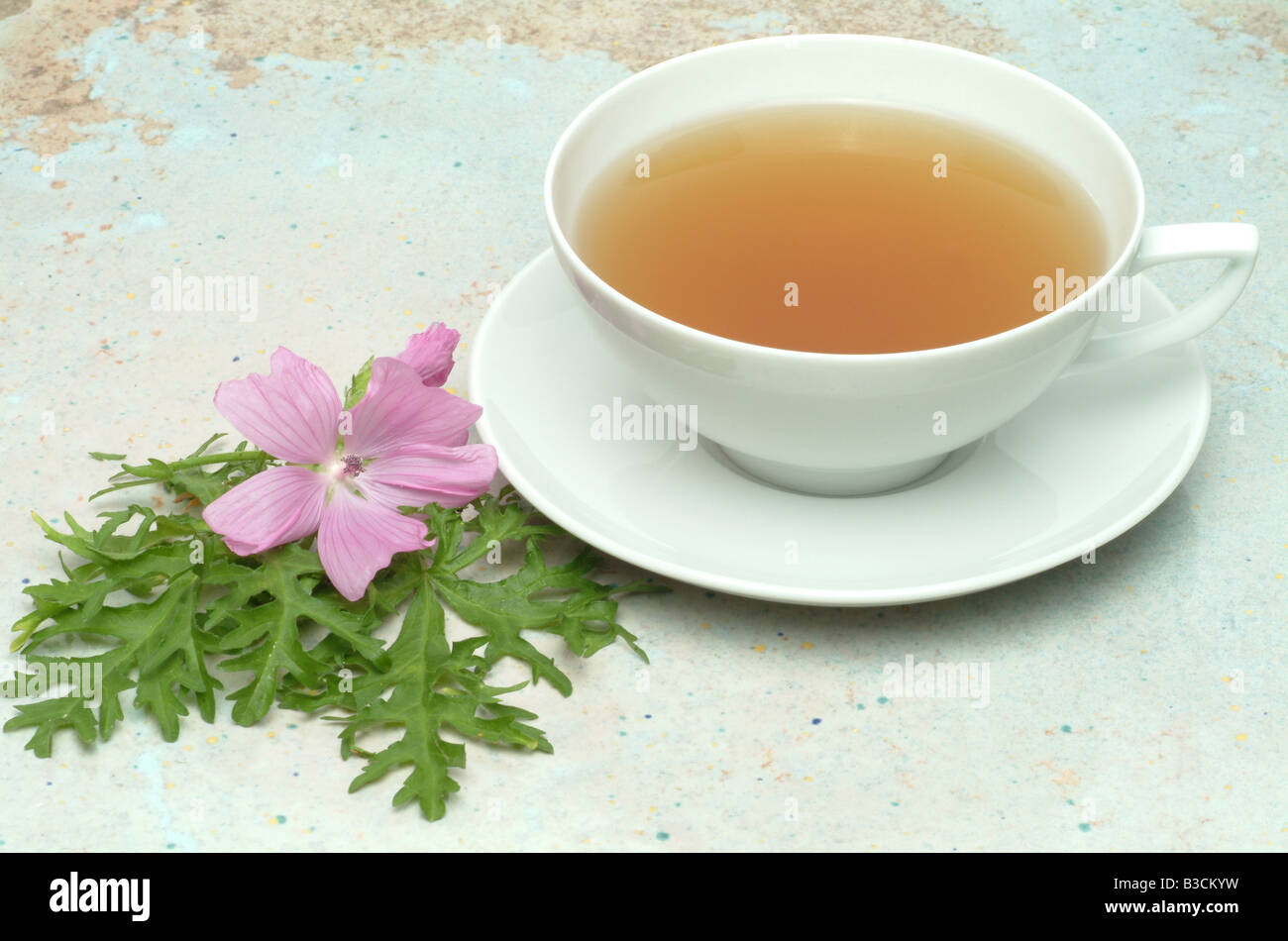 medicinal tea made of musk mallow malva moschate Malva moscata ...