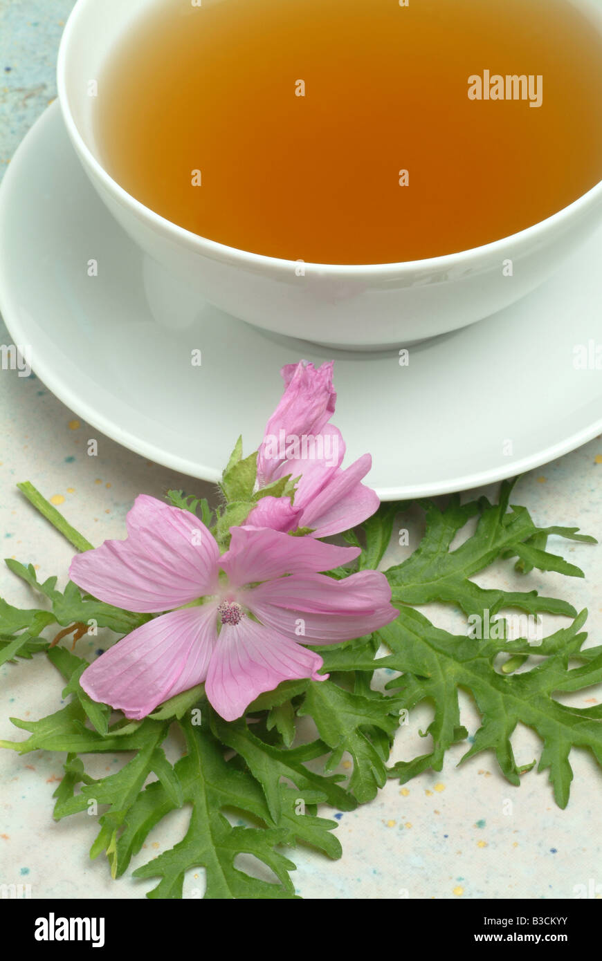 medicinal tea made of musk mallow malva moschate Malva moscata ...