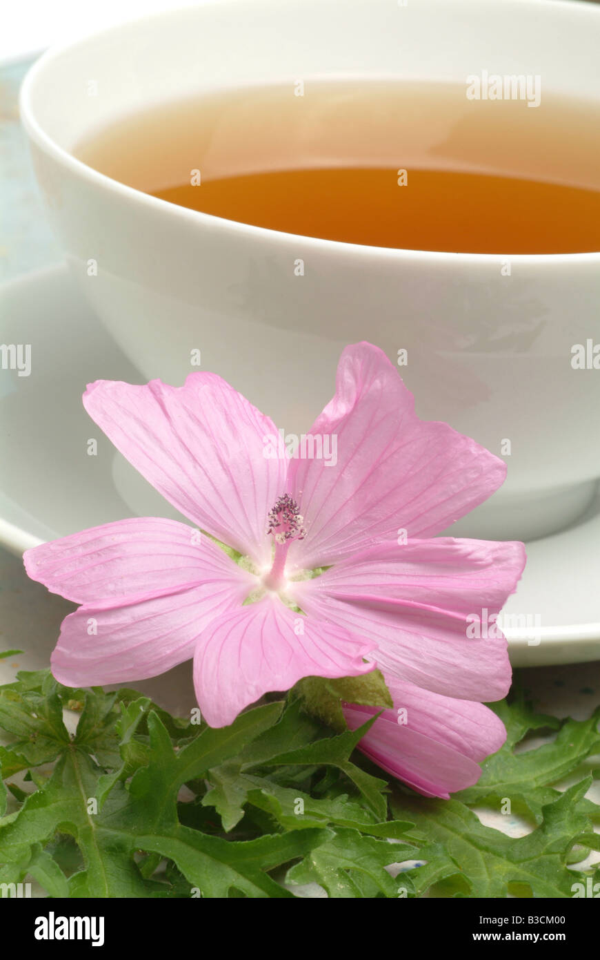 Mallowtea hi-res stock photography and images - Alamy