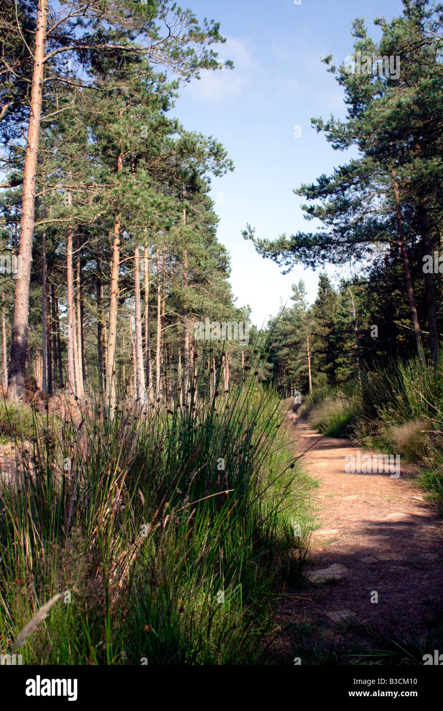 Simonside forest walk, Northumberland National Park, UK Stock Photo - Alamy