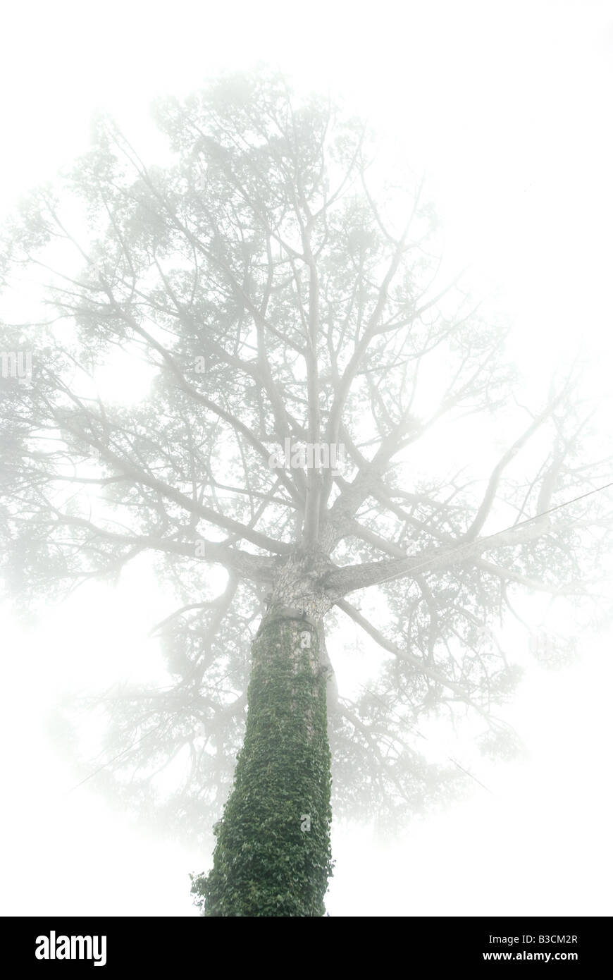 Tree Disappearing Into Fog Stock Photo - Alamy