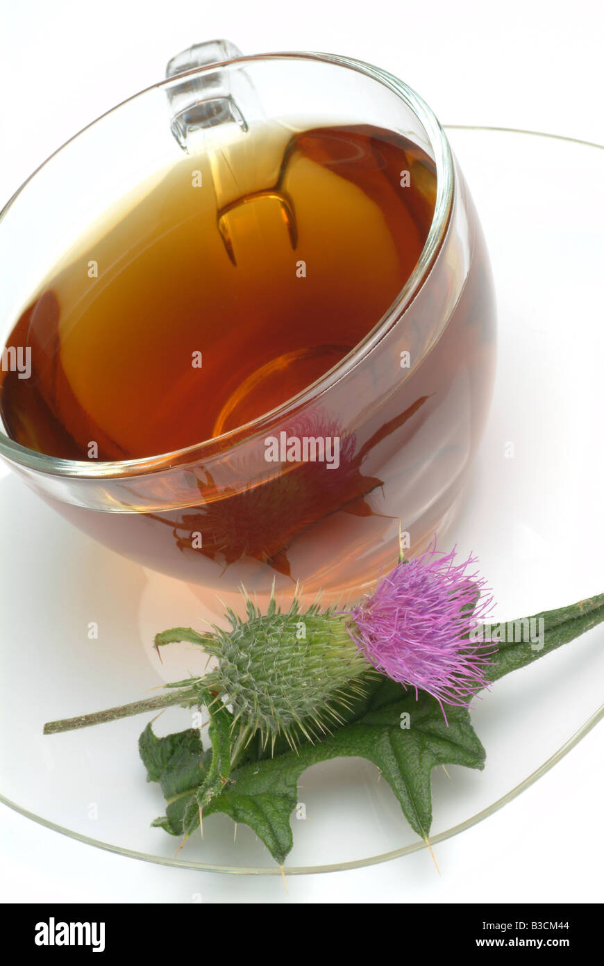 medicinal tea made of Cotton thistle scotch thistle Onopordum acanthium ...