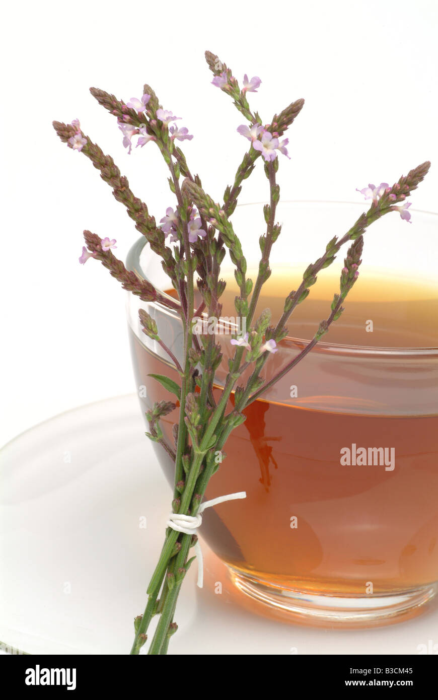 medicinal tea made of Vervain holy herb Verbena officinalis Verbena ...