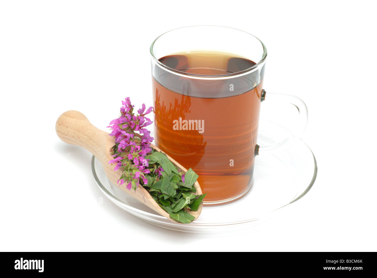 medicinal tea made of purple loosestrife loosestrife salcerella ...