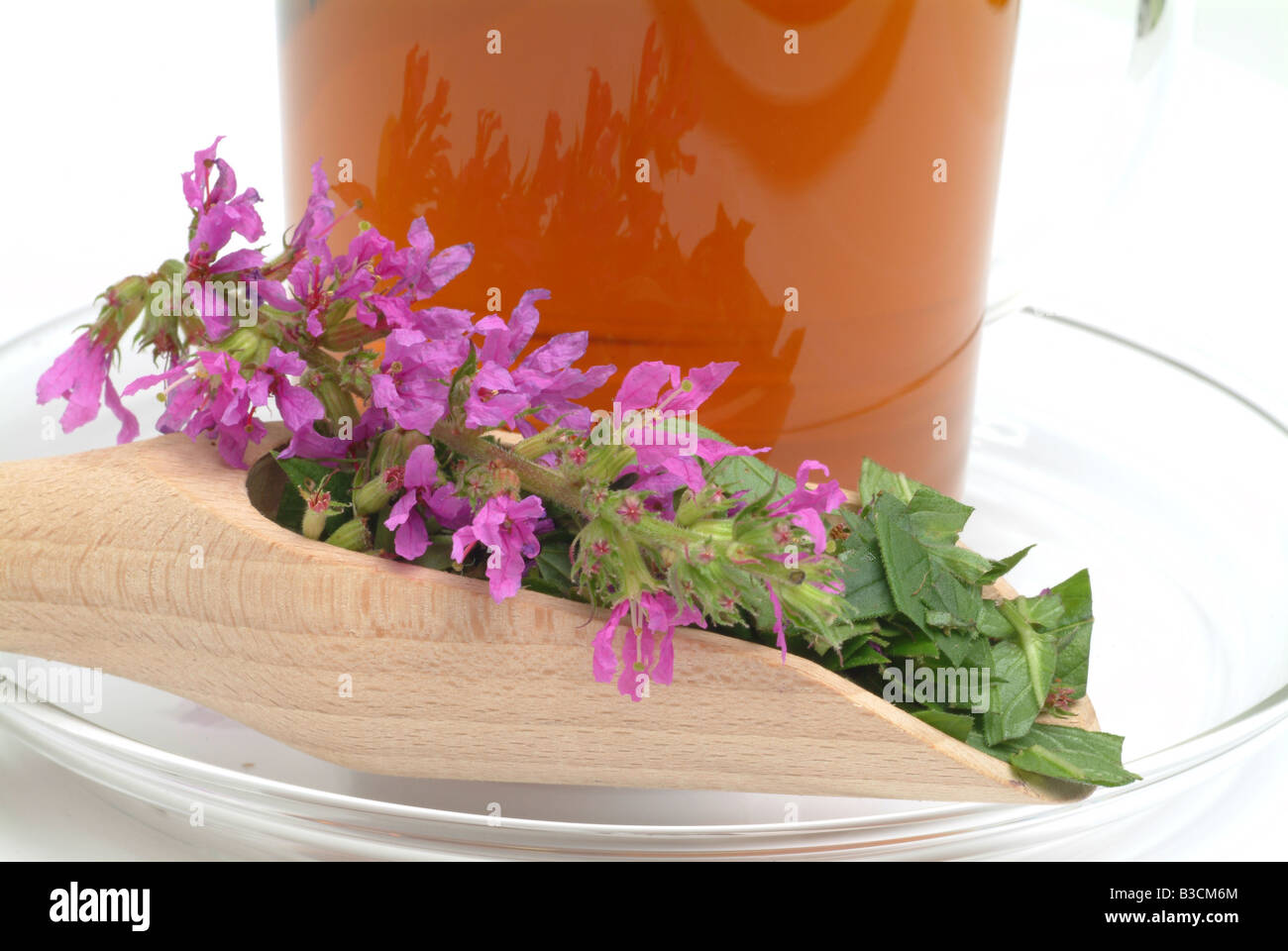 medicinal tea made of purple loosestrife loosestrife salcerella ...
