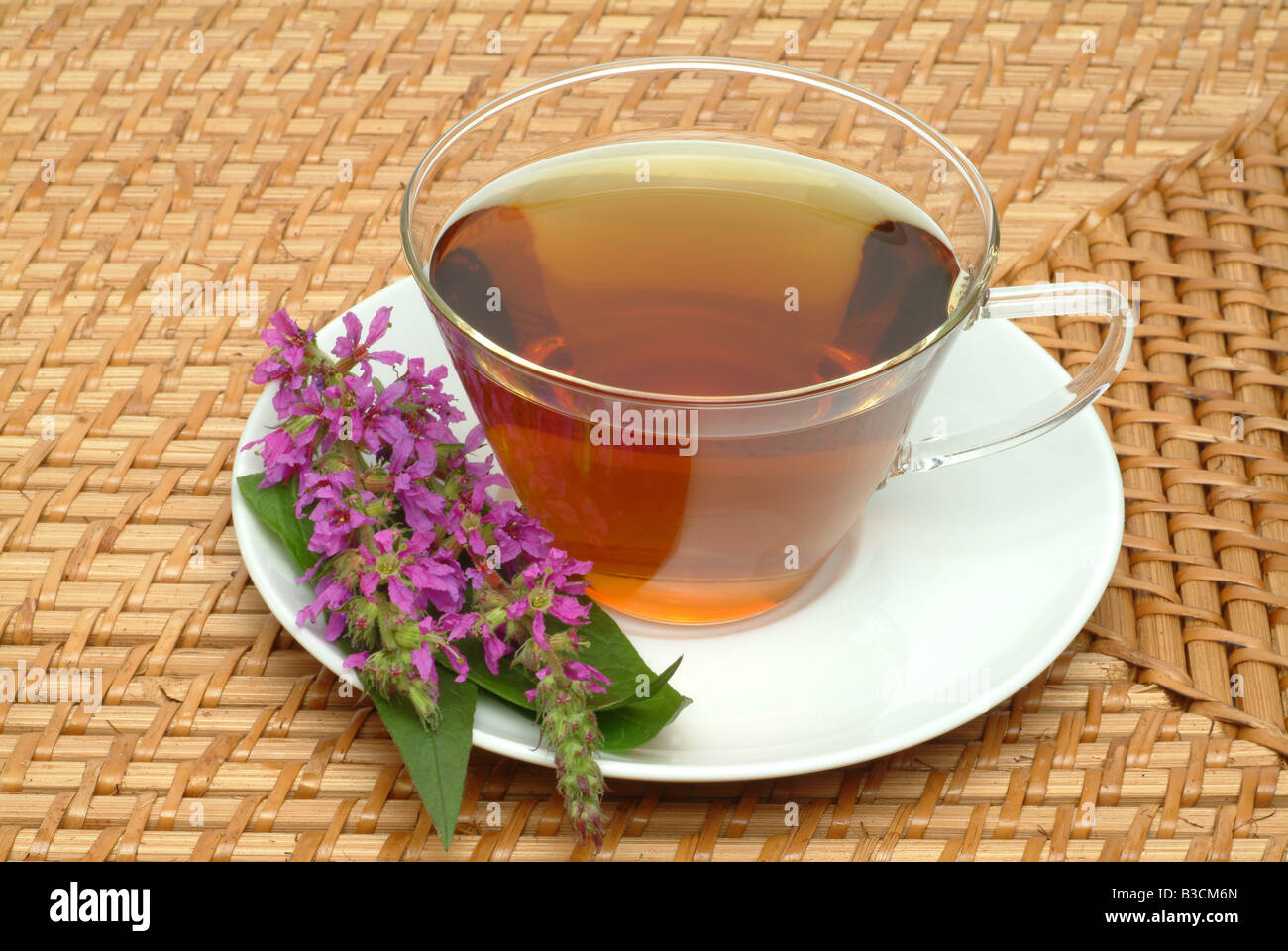 medicinal tea made of purple loosestrife loosestrife salcerella ...