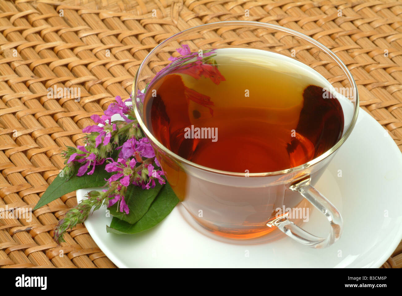 medicinal tea made of purple loosestrife loosestrife salcerella ...