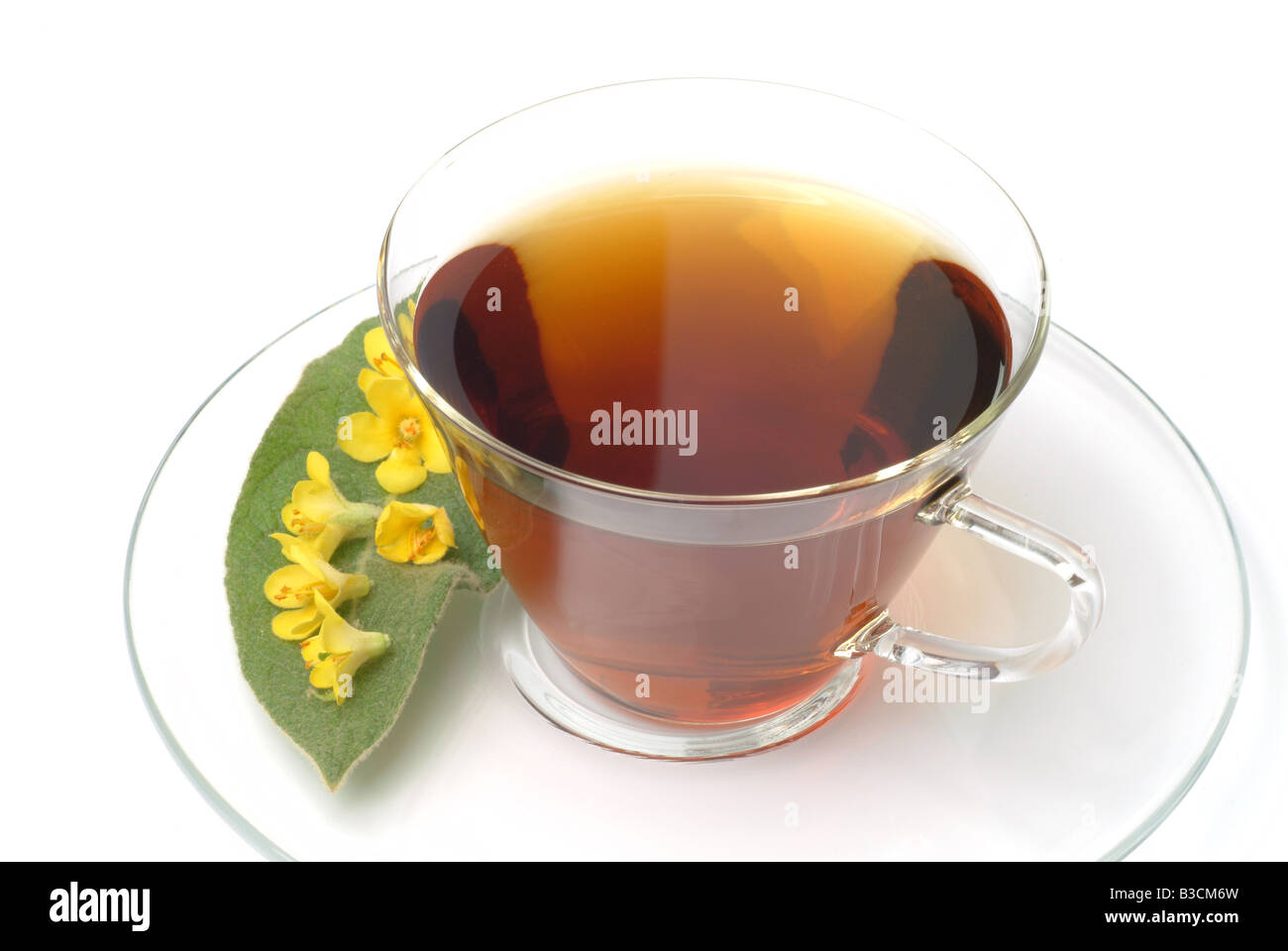 medicinal tea made of great mullein Verbascum densiflora nigrum thapsus ...
