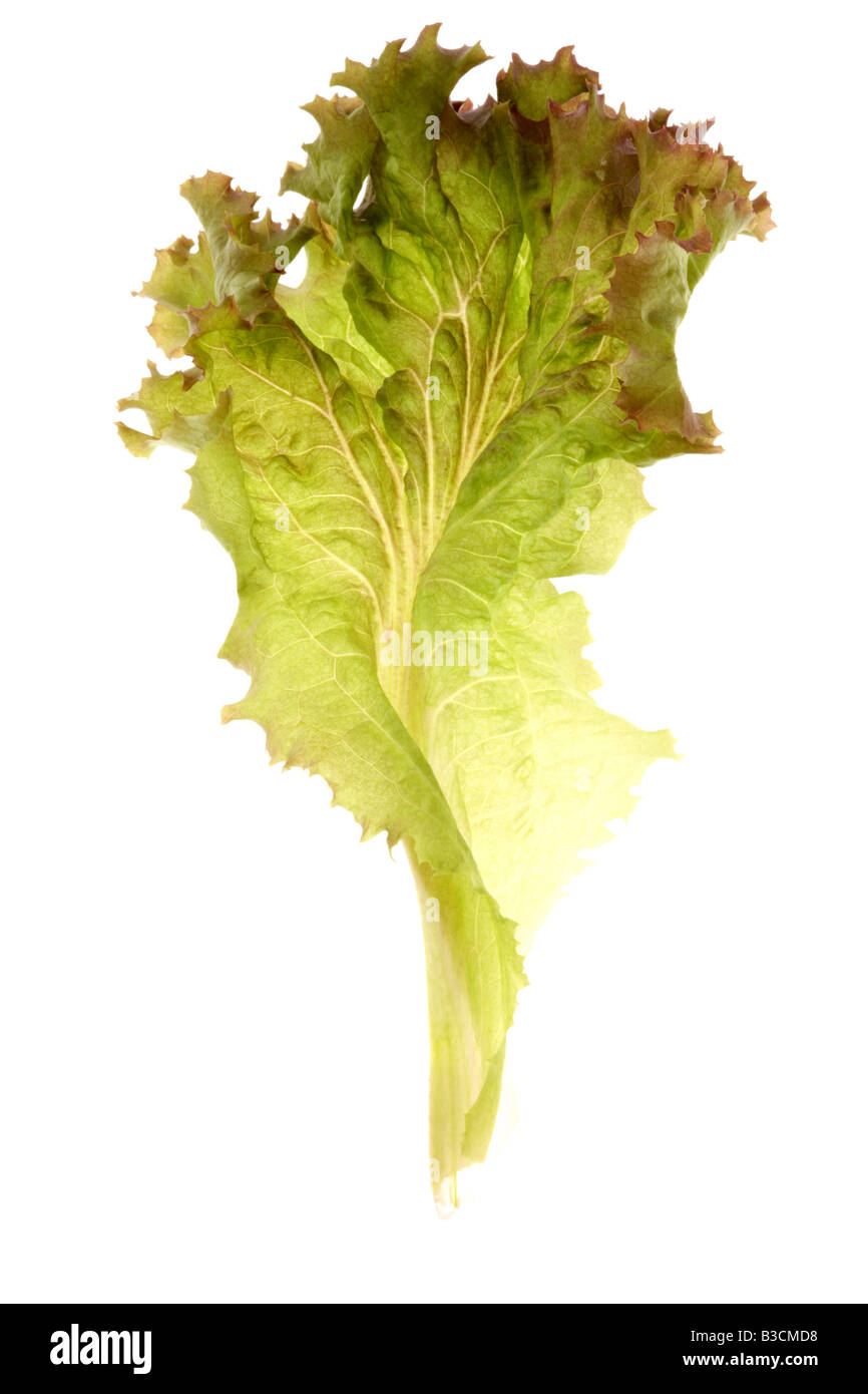 Lolo Rosso Lettuce Leaf Stock Photo - Alamy