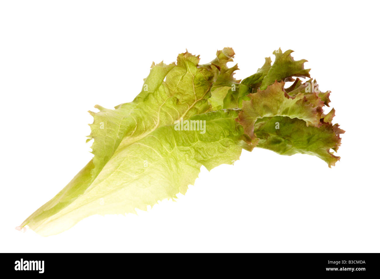 Lolo lettuce hi-res stock photography and images - Alamy