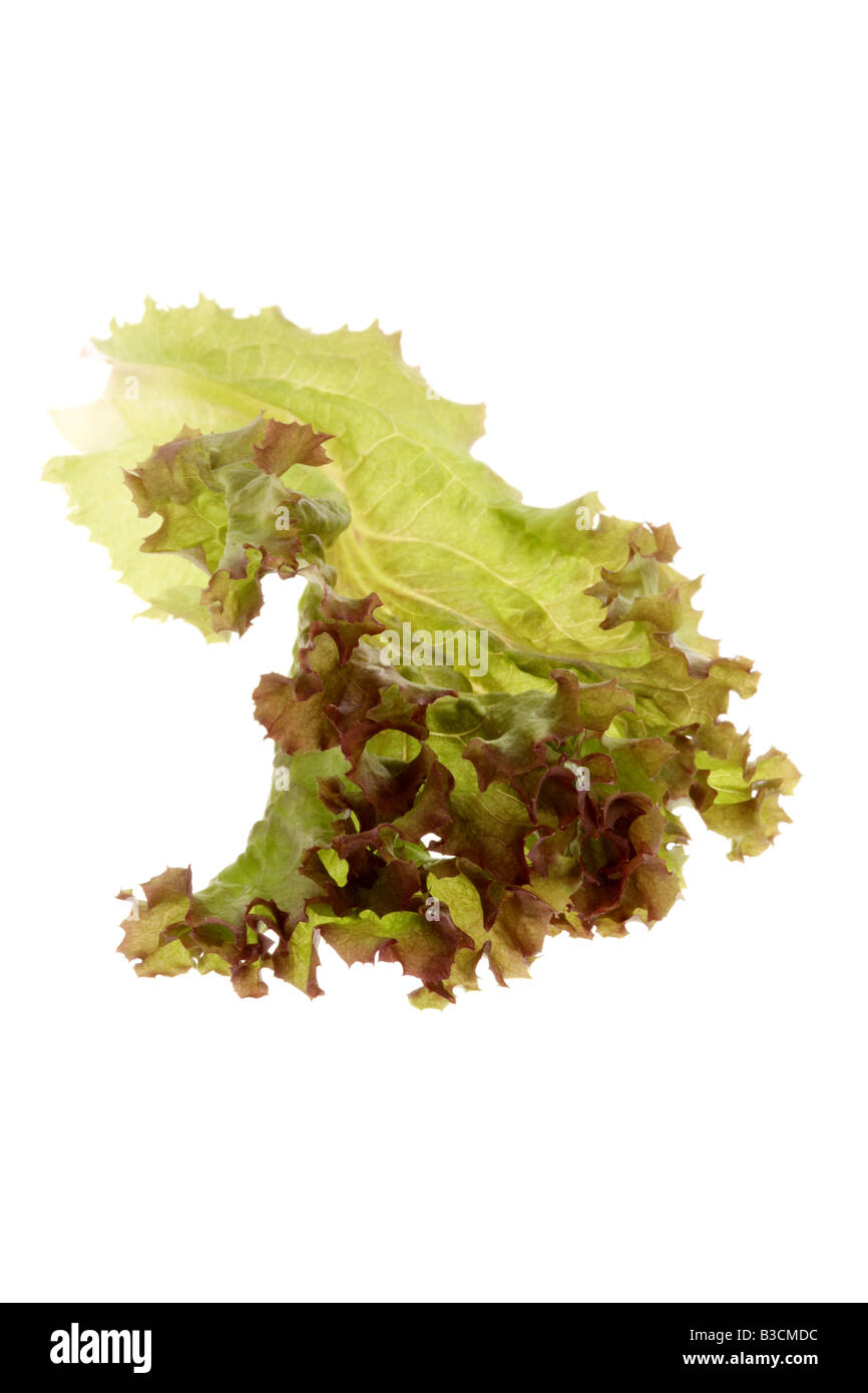 Lolo Rosso Lettuce Leaf Stock Photo - Alamy