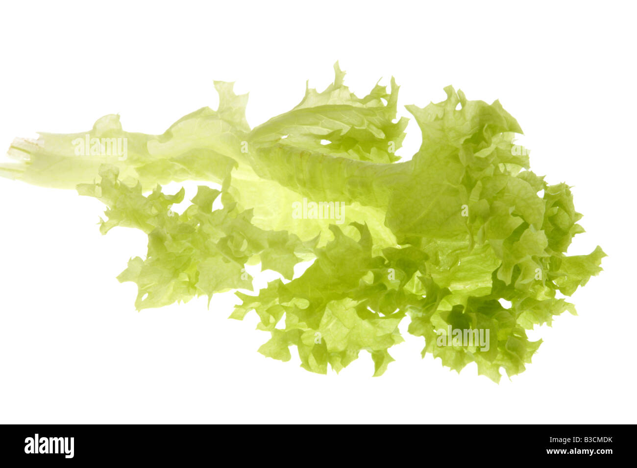 Lolo Rosso Lettuce Leaf Stock Photo - Alamy