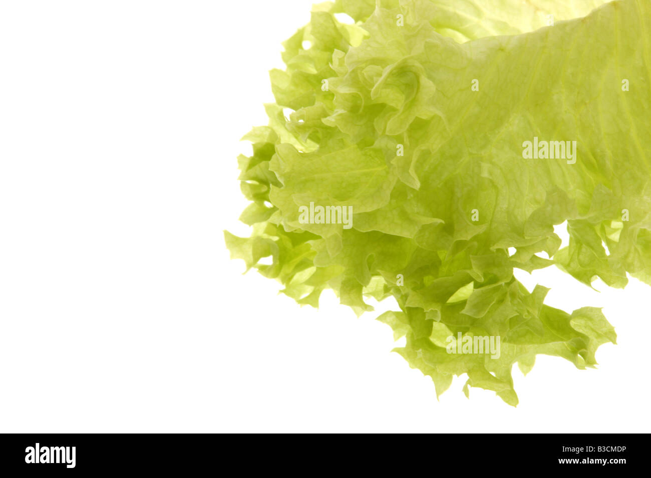 Lolo lettuce hi-res stock photography and images - Alamy