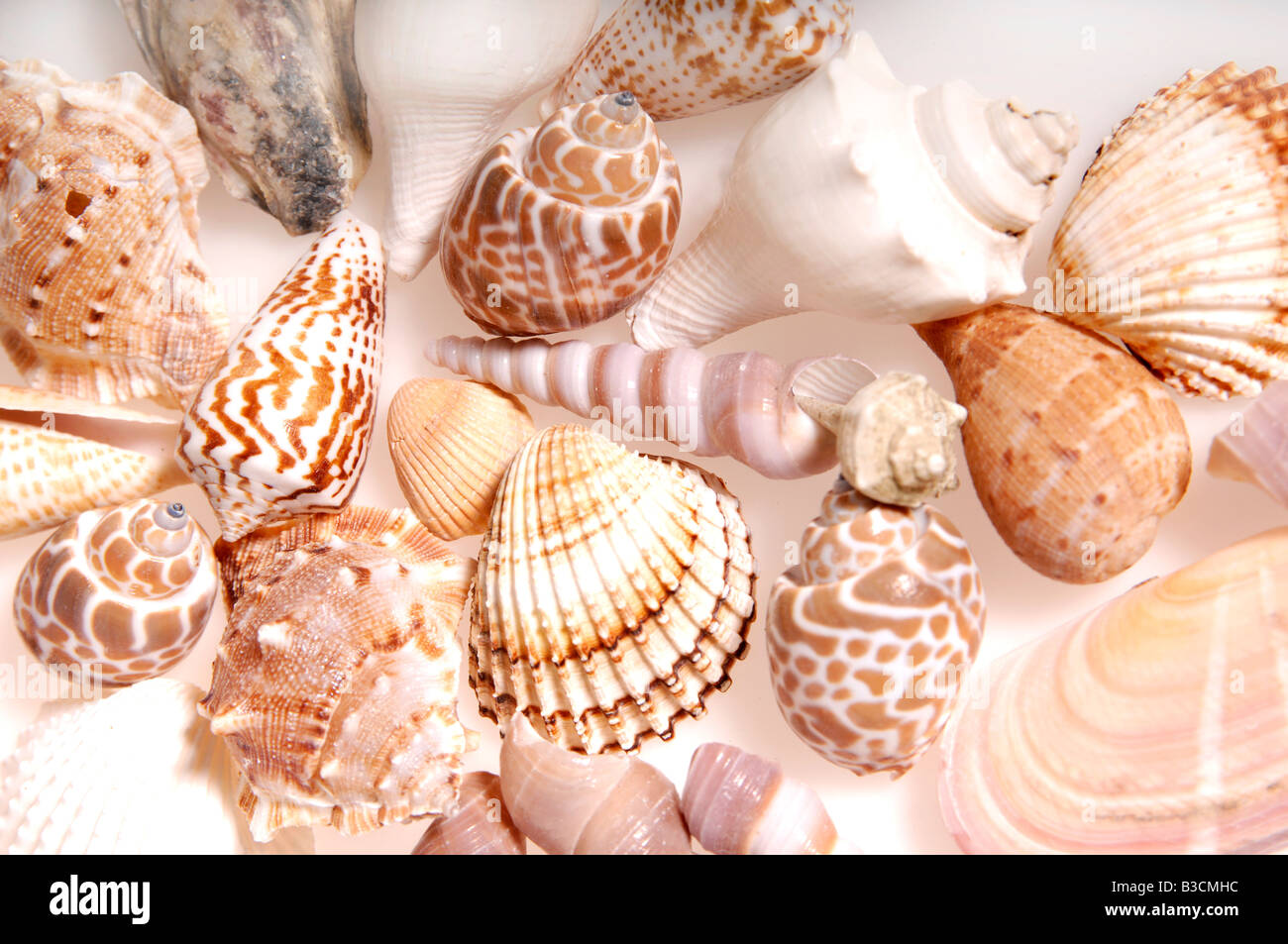 Variety of mussels, close up Stock Photo - Alamy