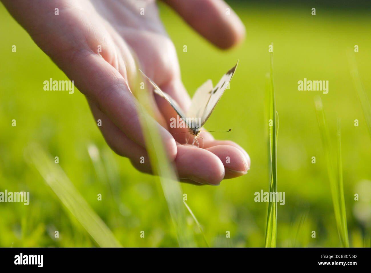 Hand And Butterfly Stock Photos & Hand And Butterfly Stock Images - Alamy