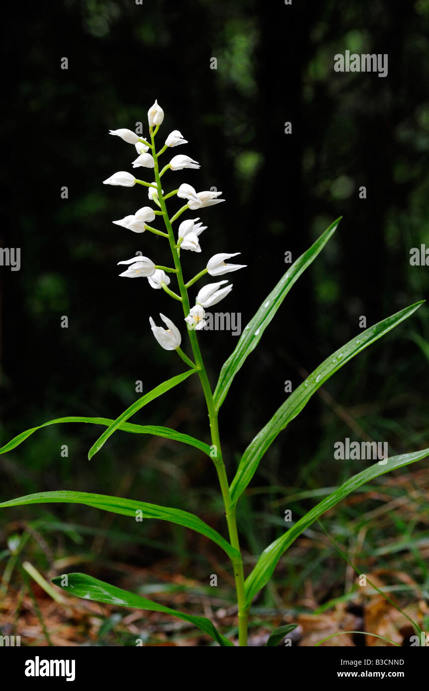 Sword leaved Helleborine, Cephalanthera longifolia, Orchid Stock Photo ...