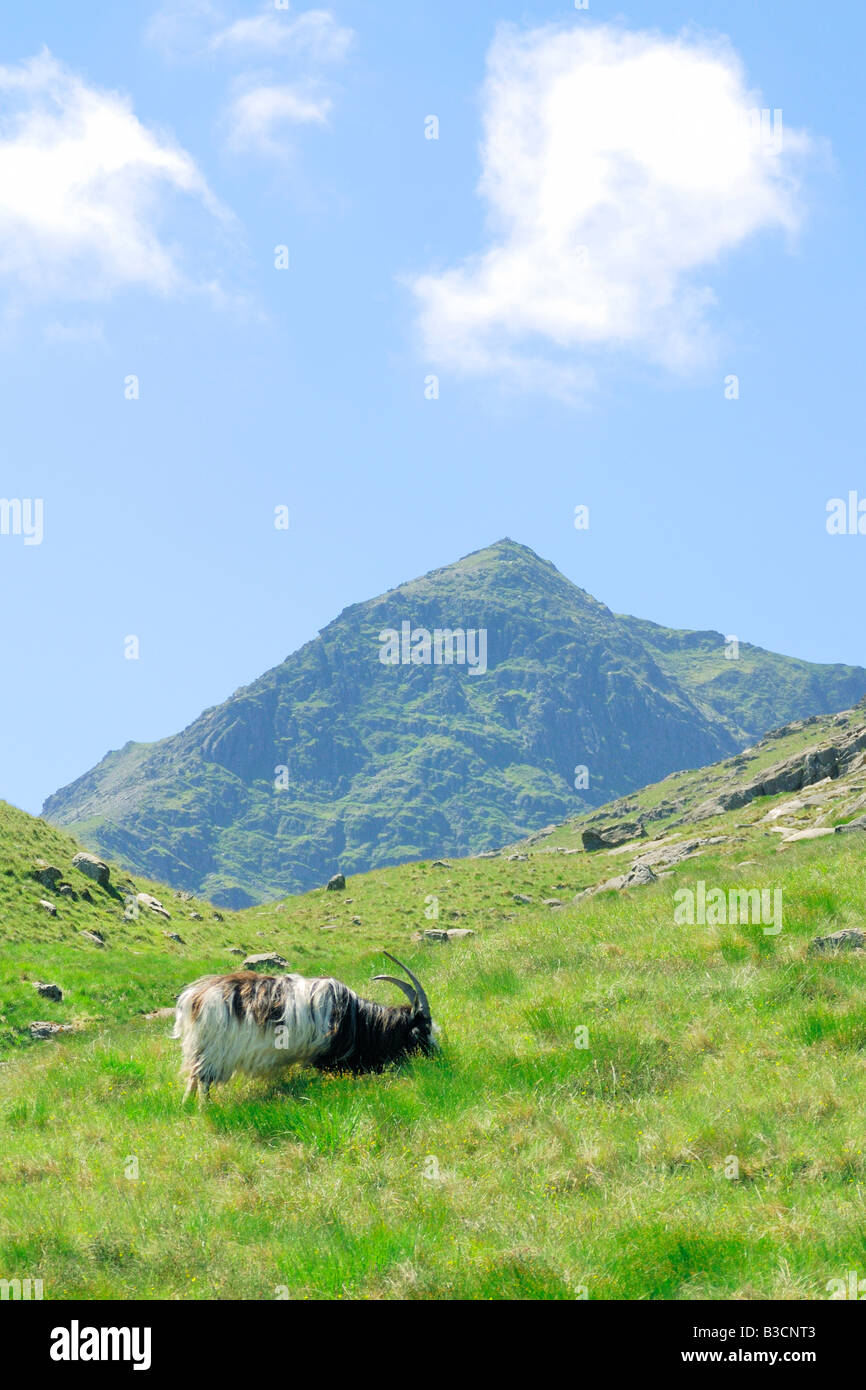 A single mountain goat on the lower slopes of Mount Snowdon with the ...