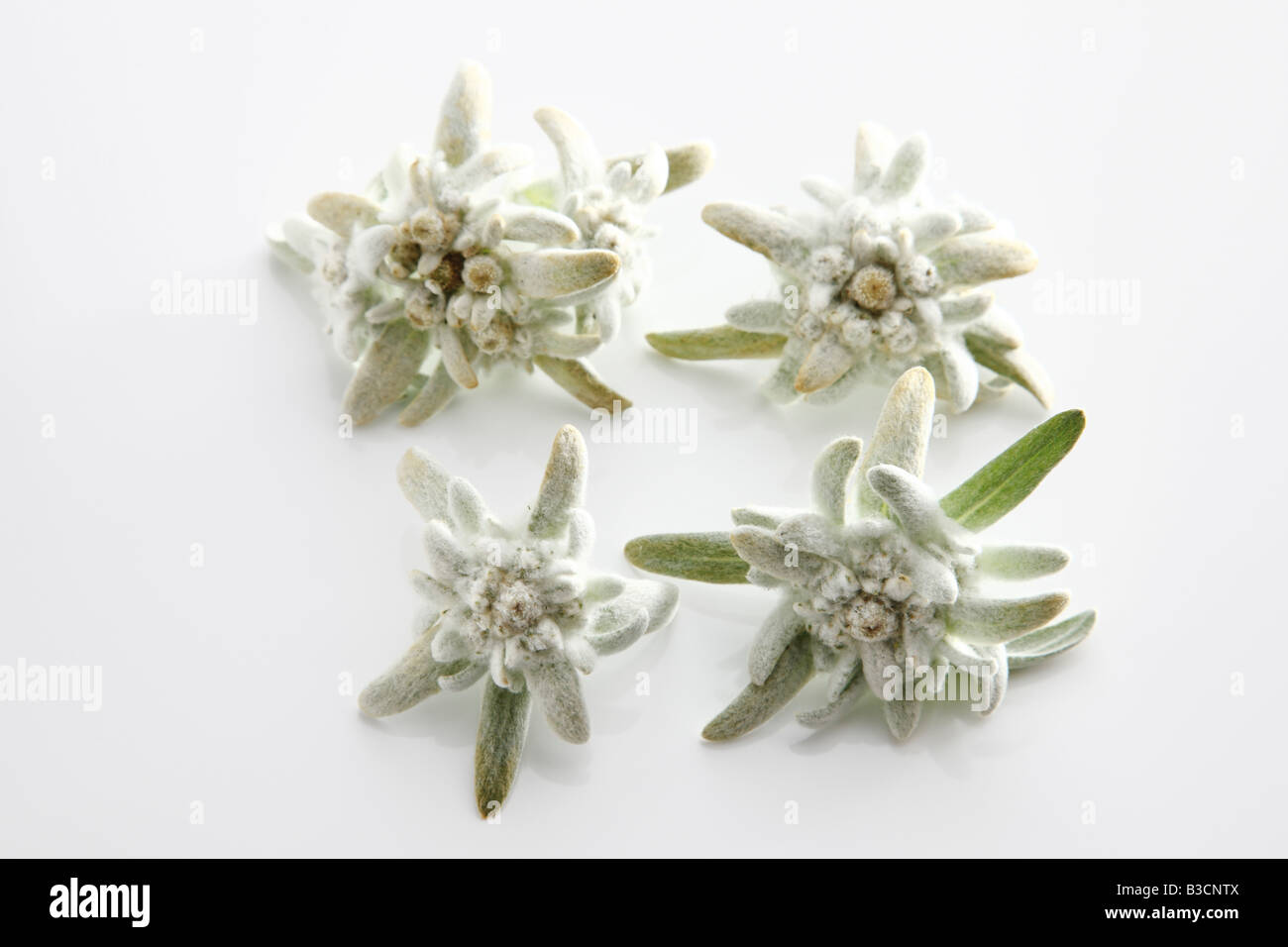 Edelweiss hi-res stock photography and images - Alamy